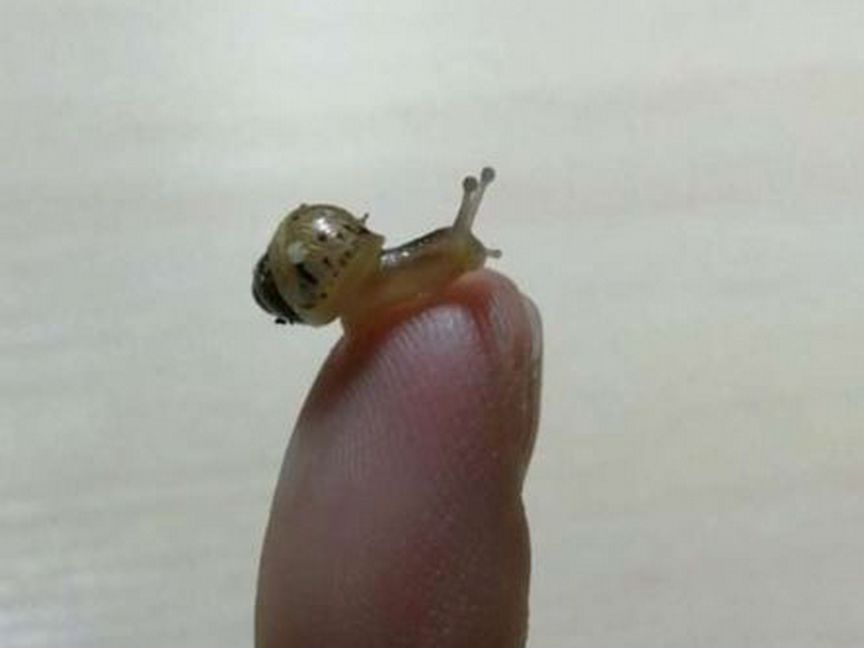 Улитки ахатины