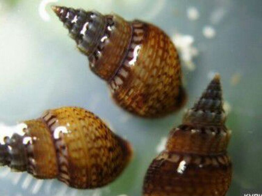 Улитки Мелании Гранифера