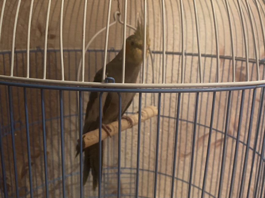 Говорящий попугай с клеткой