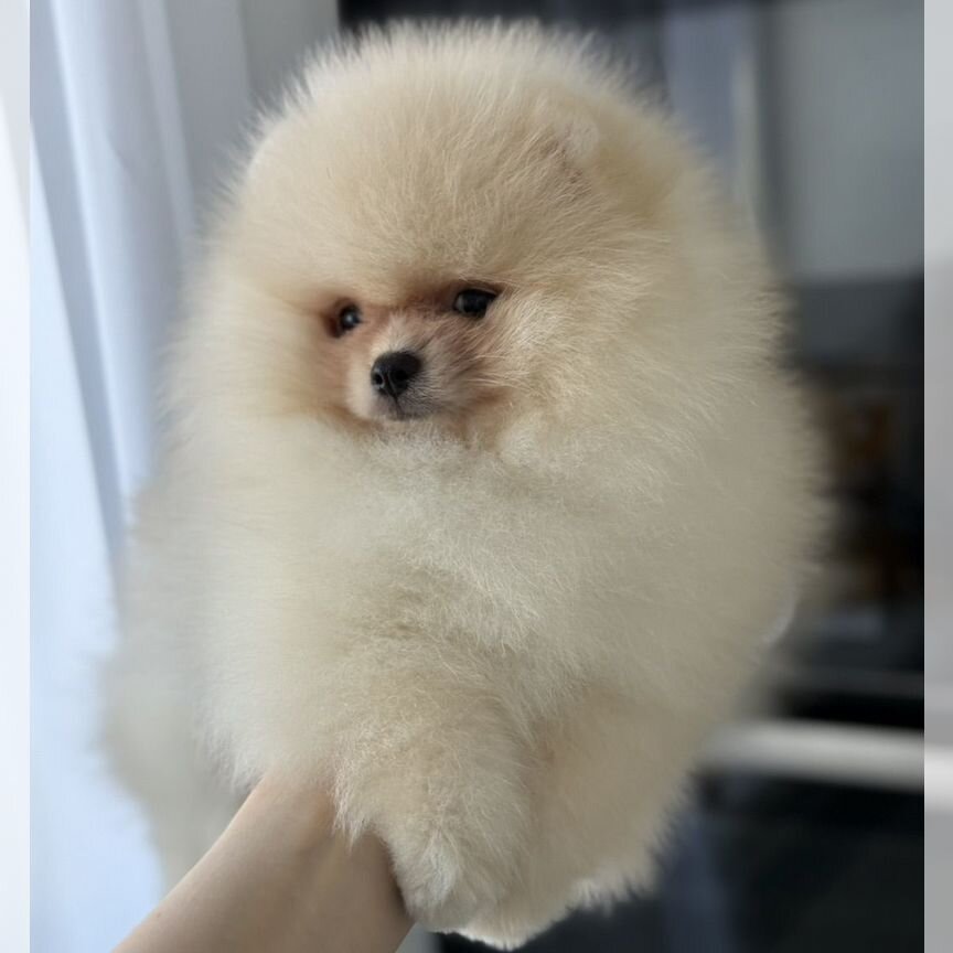 Померанский шпиц, щенок