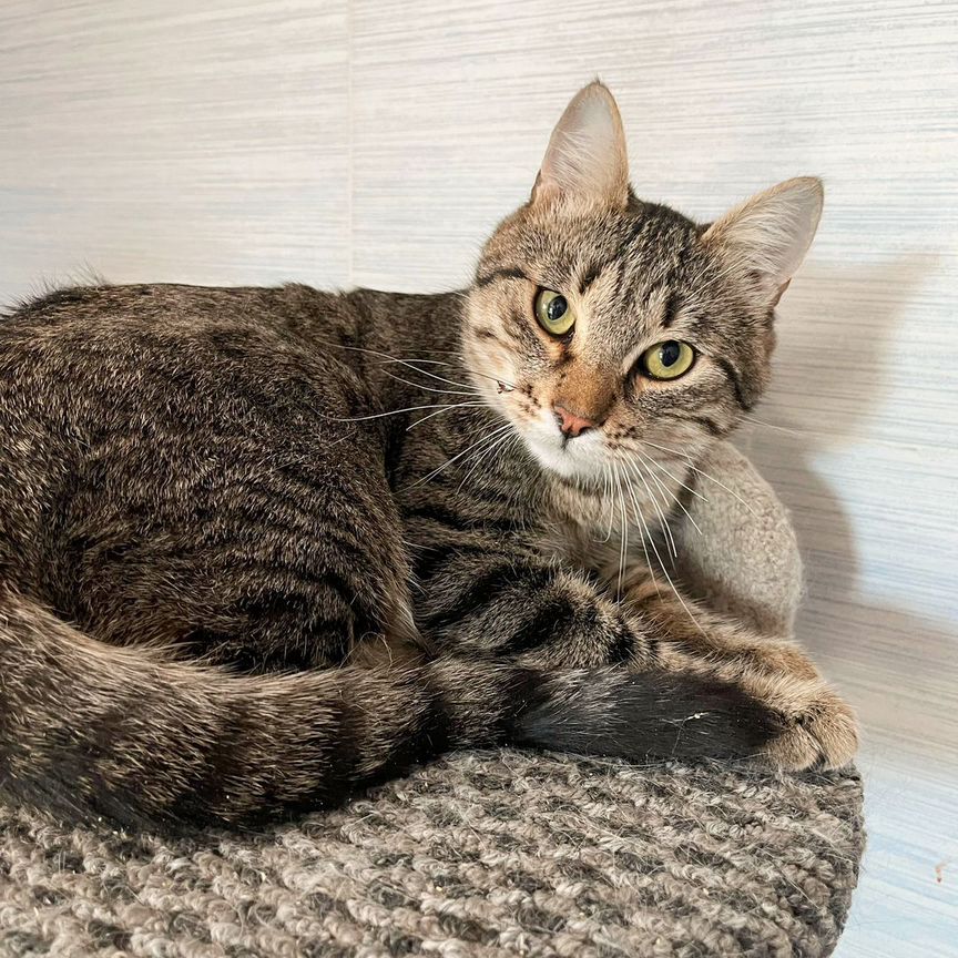 Котик привитый ласковый Фикус