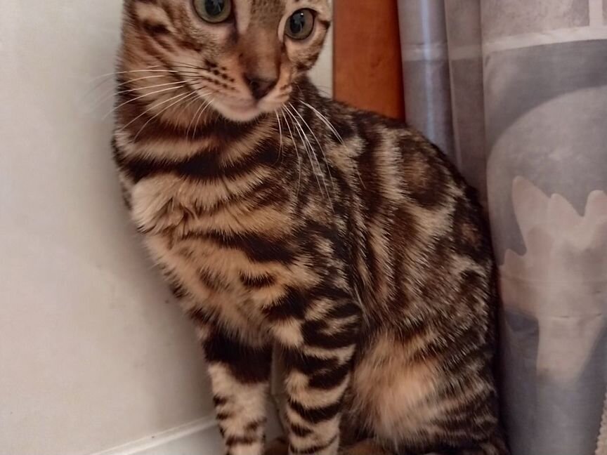 Бенгальские котята