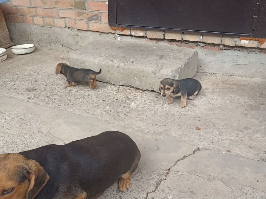 Щенята в добрые руки