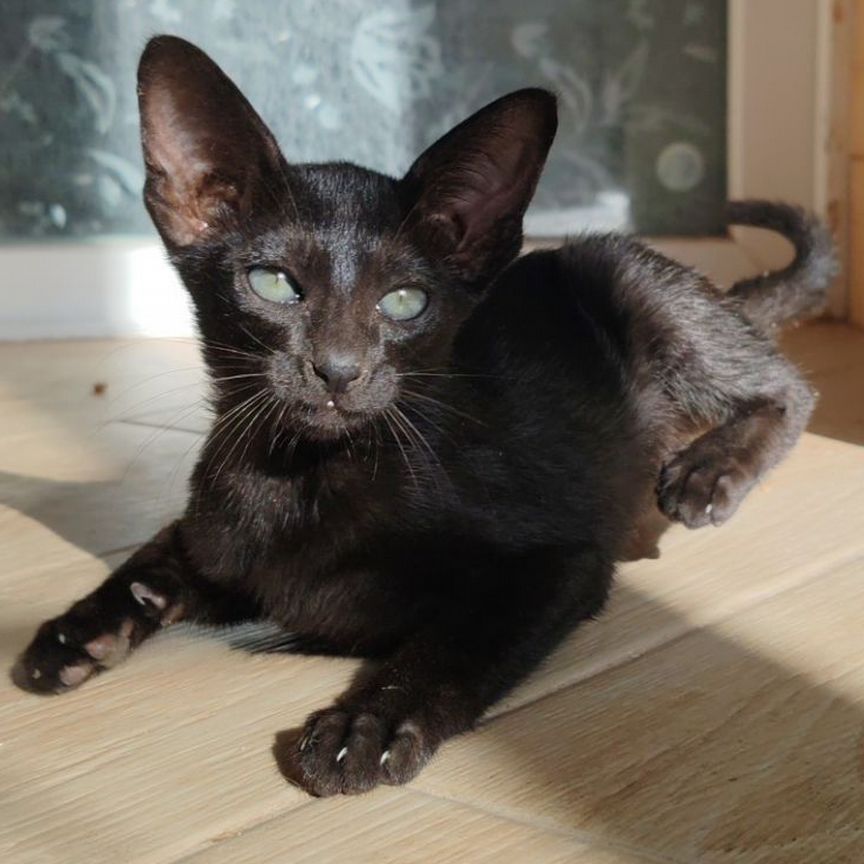 Ориентальные малыши