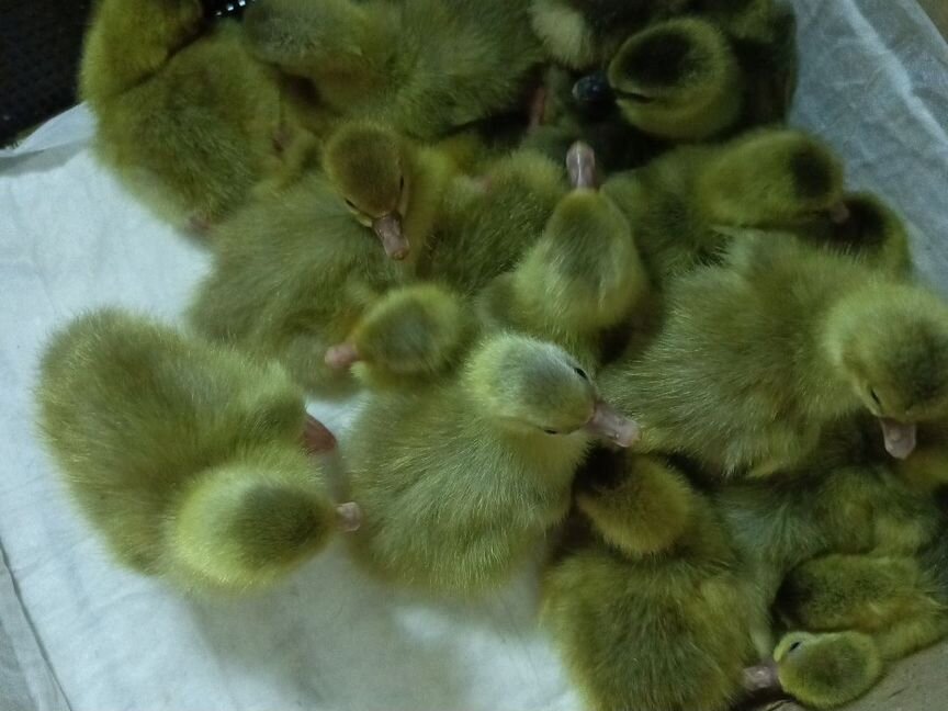 Гусята суточные