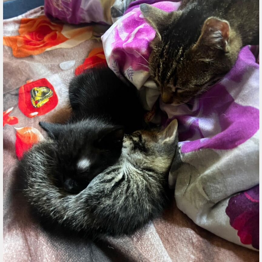 Отдам котят в добрые руки