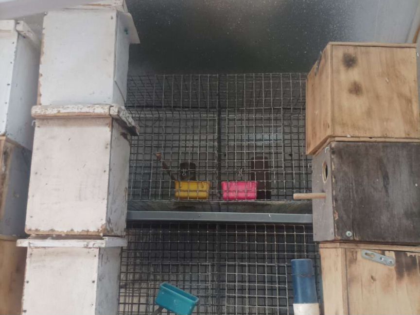 Клетки для разведения попугаев