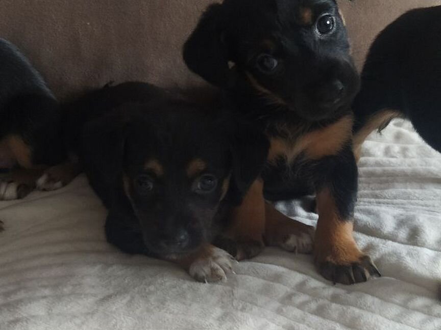 Той-терьер щенки