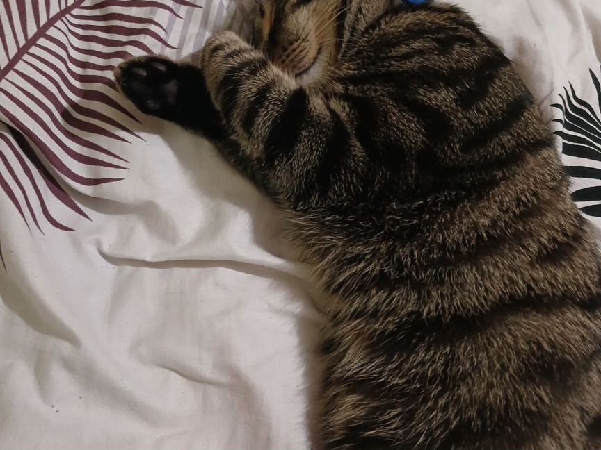 Отдам кота в добрые руки