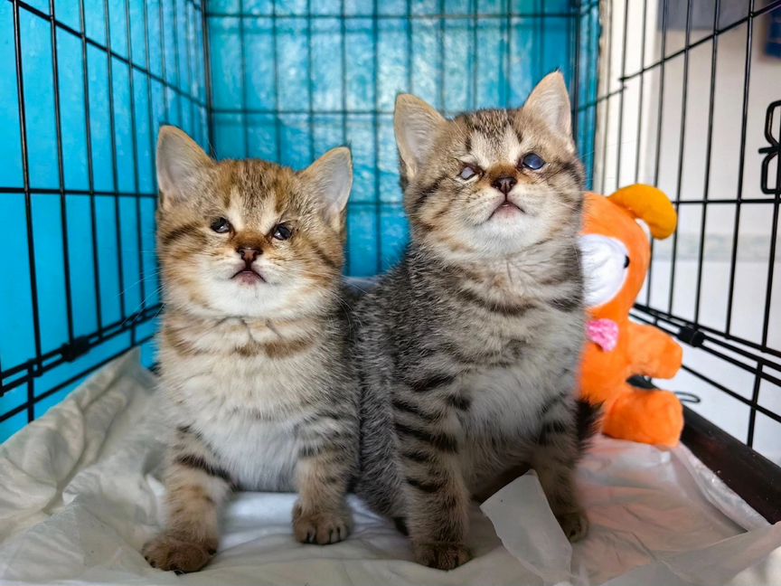 Два милых слепыша ищут дом