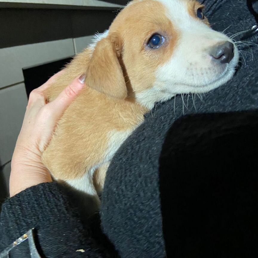 Собака в добрые руки