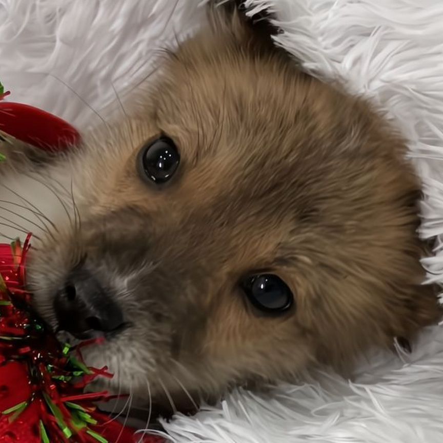 Щенок в добрые руки