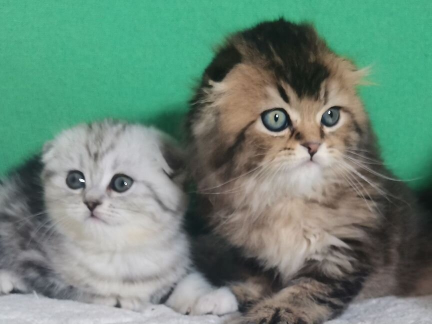 Шотландские вислоухие