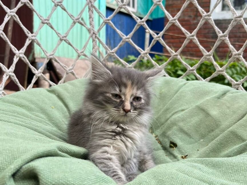 Котенок
