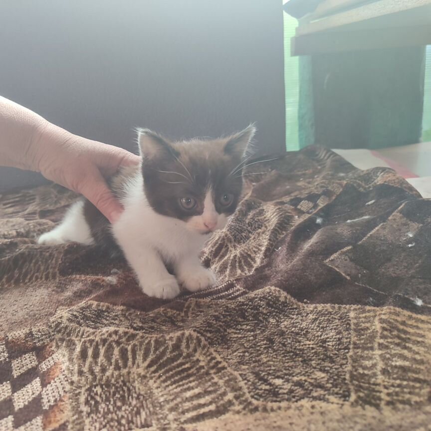 Сибирский котёнок