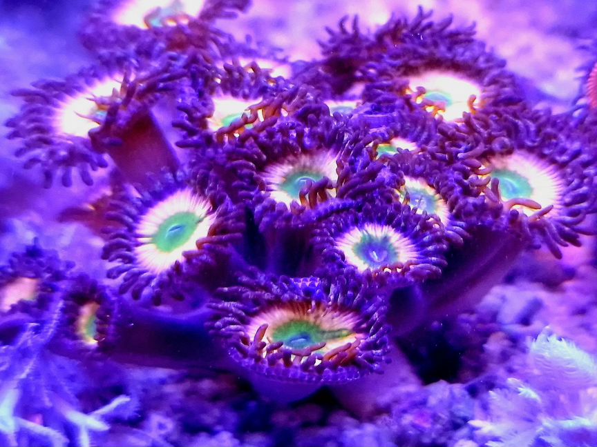 Кораллы для морского аквариума