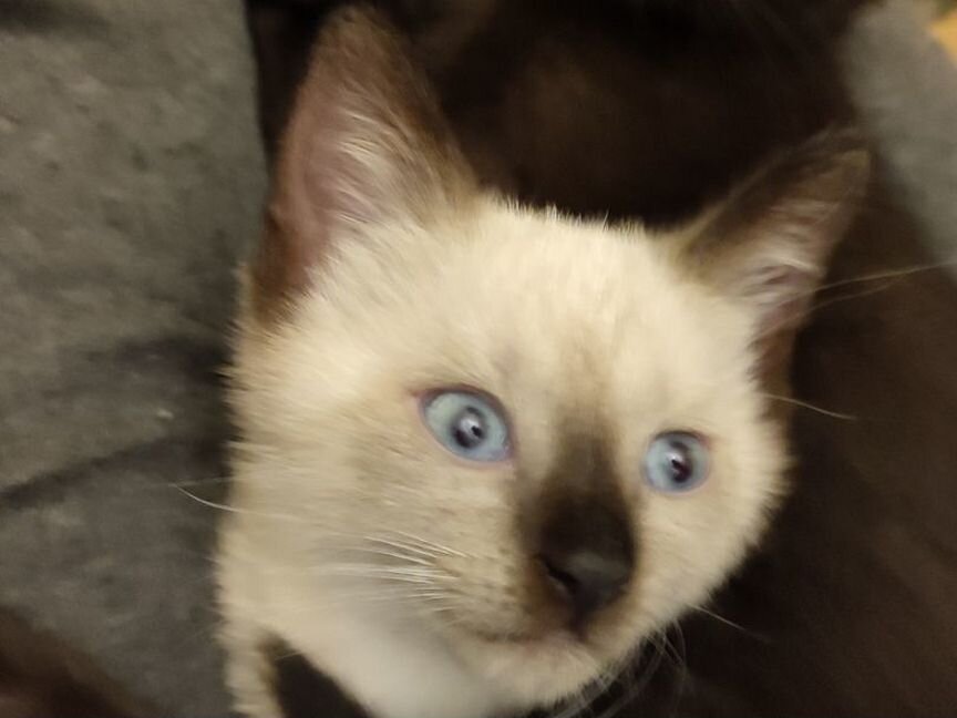 Славные тайчата