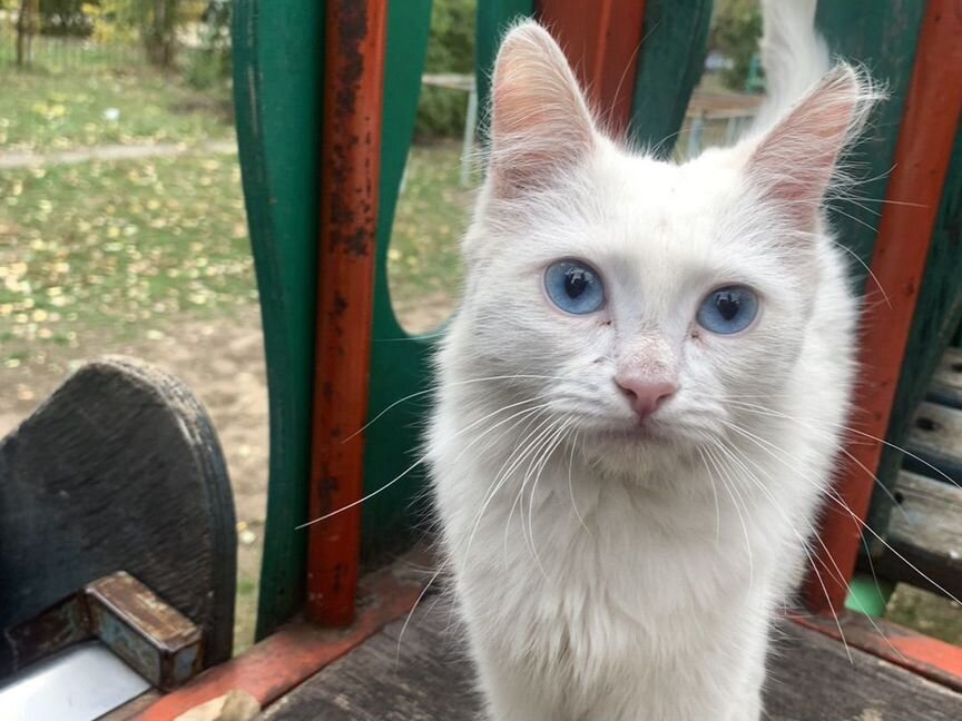 Потереная кошечка