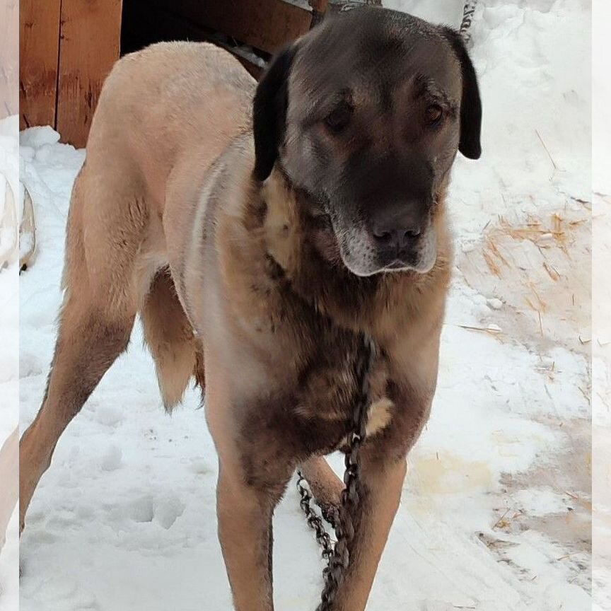 Кангал, взрослая собака