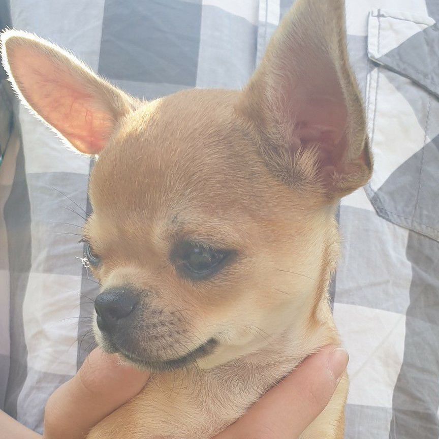 Чудесный медовый щенок чихуахуа мальчик