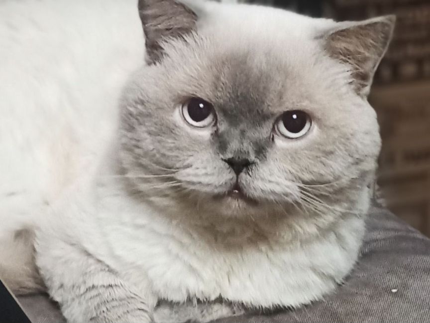 Вязка. Британец