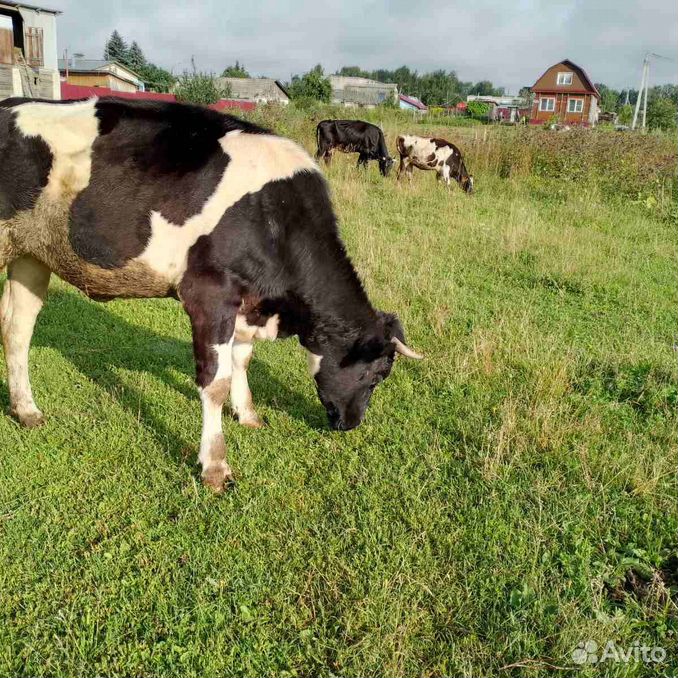 Продаю телку