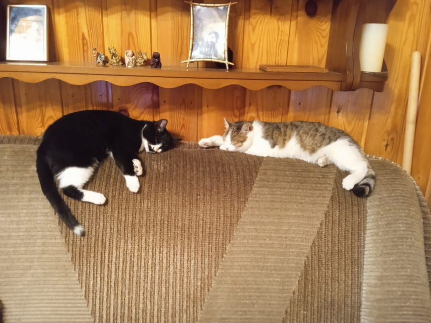 Отдаются котики крысоловы