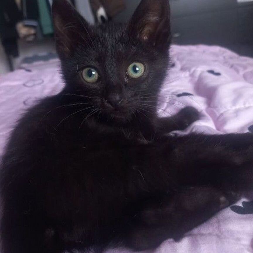 Черный котенок в добрые руки