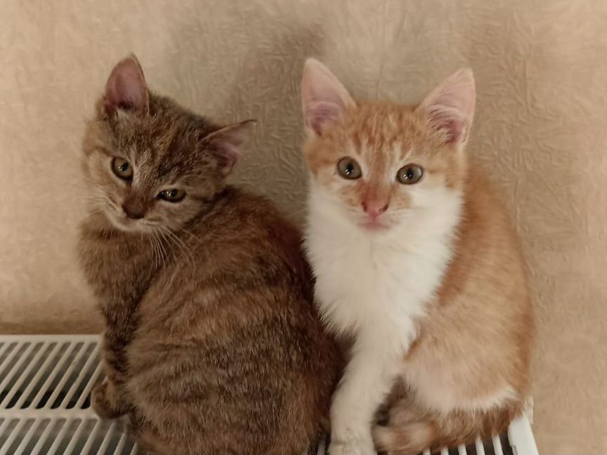 Кошка/ кот/ котёнок в добрейшие ручки