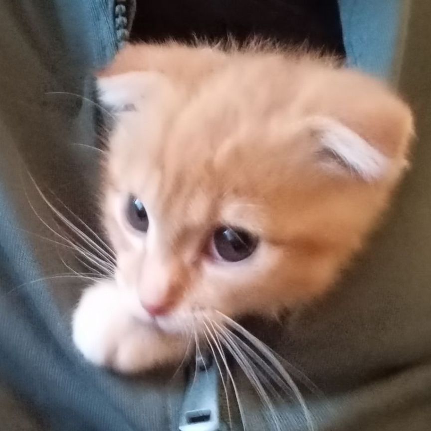 Шотландский вислоухий короткошёрстный котёнок