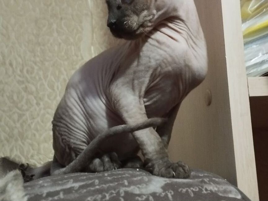 Кошка