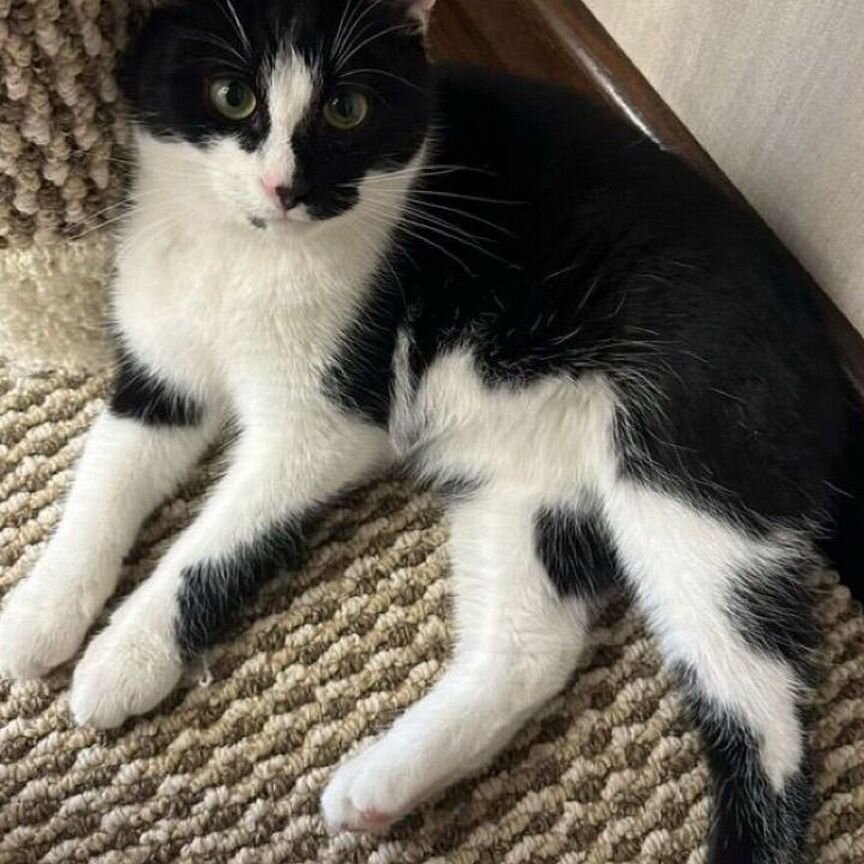 Котенок кастрированный бесплатно