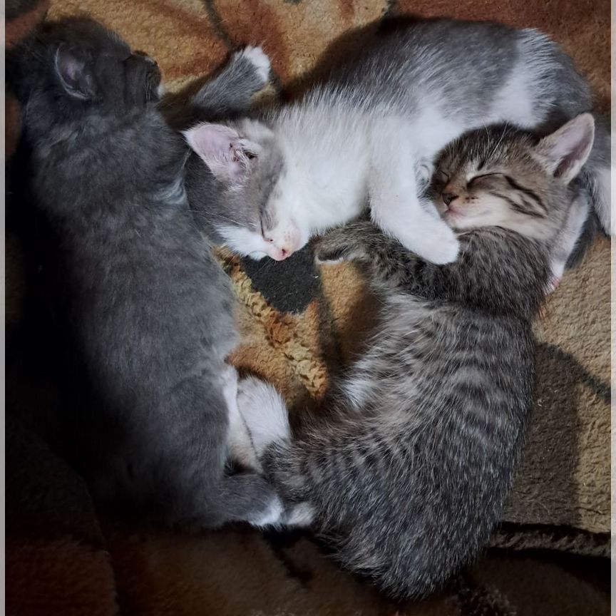 Котята