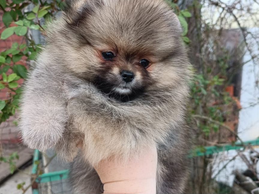 Щенки шпица