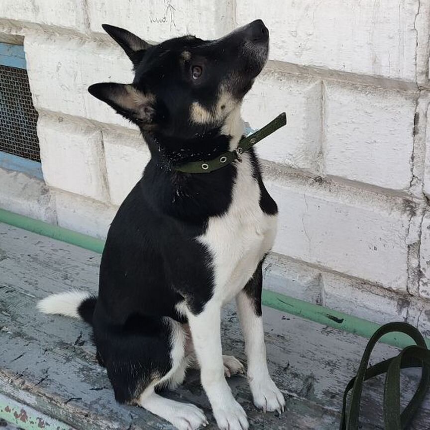 Взрослый пёс в добрые руки