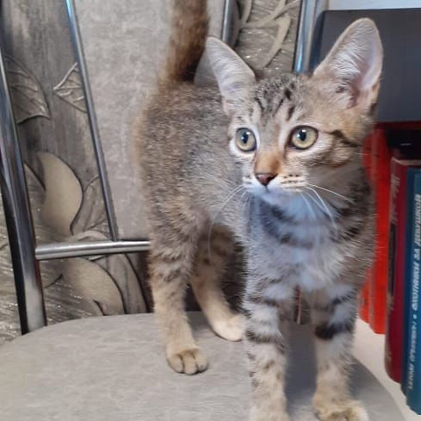 Котёнок Венера