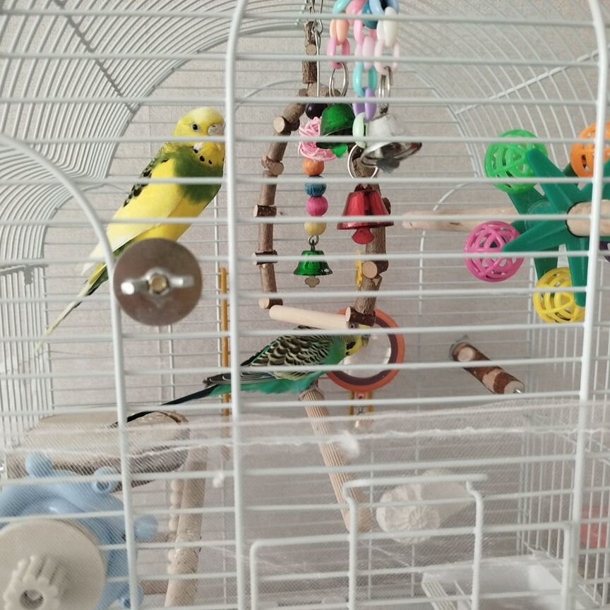 Волнистый попугай