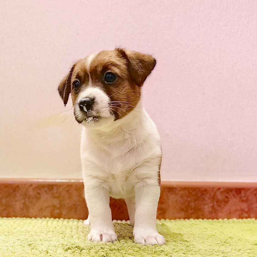 Щенки джек рассел терьер