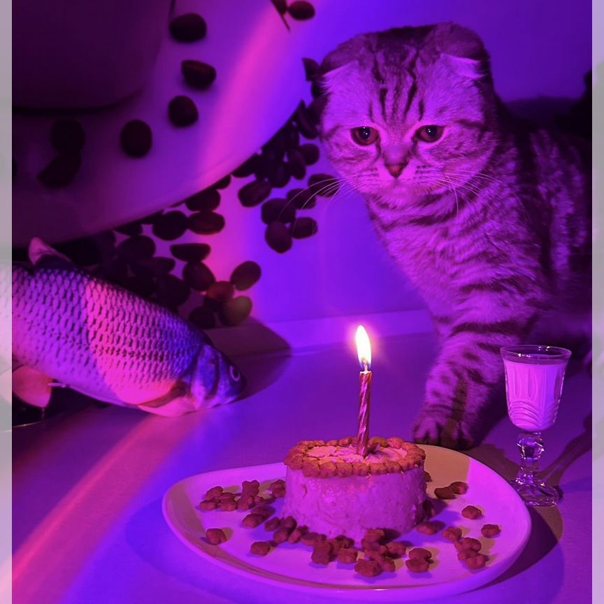 Ищем жениха для нашей дамы