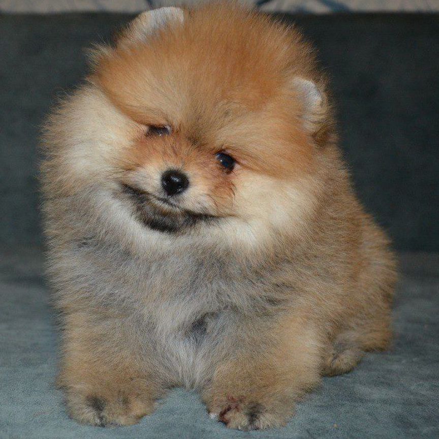 Померанский шпиц мини рыжий мальчики соболь