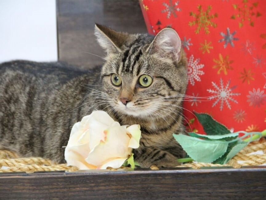 Милецшая кошечка-подросток