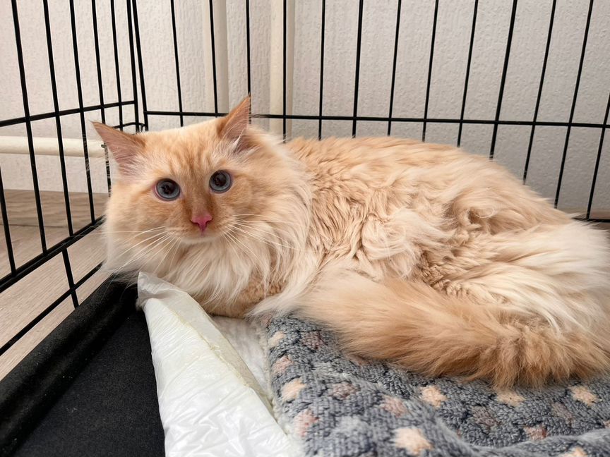 Кот в добрые руки