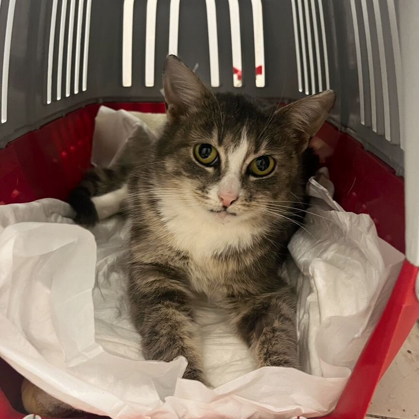Кошечка ищет котомаму