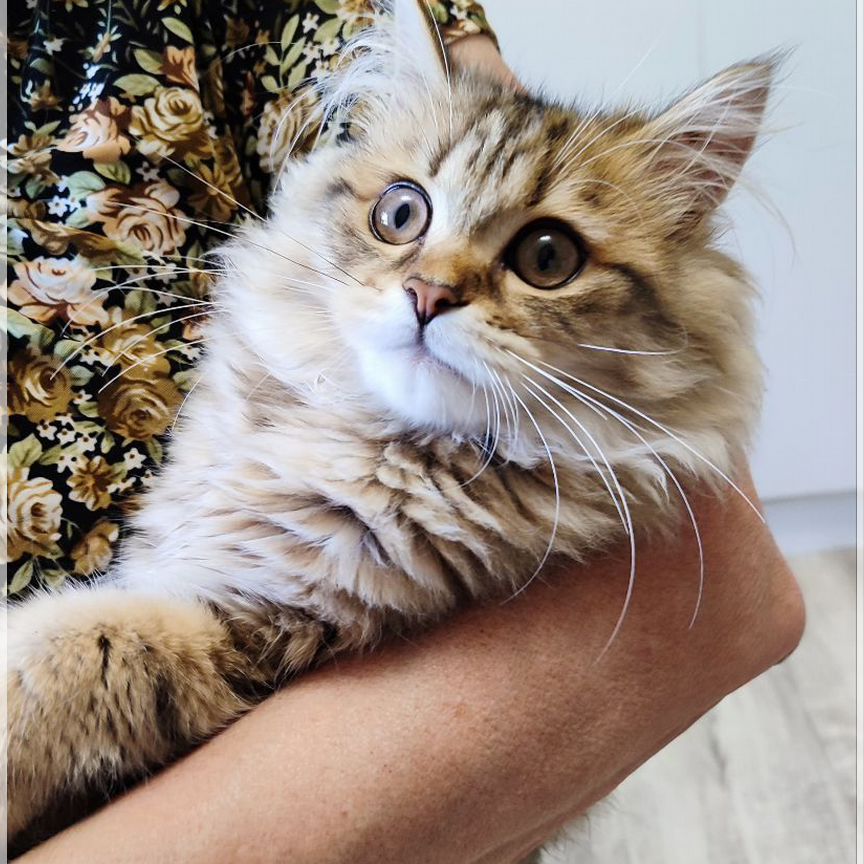 Отдам бесплатно прекрасного котика
