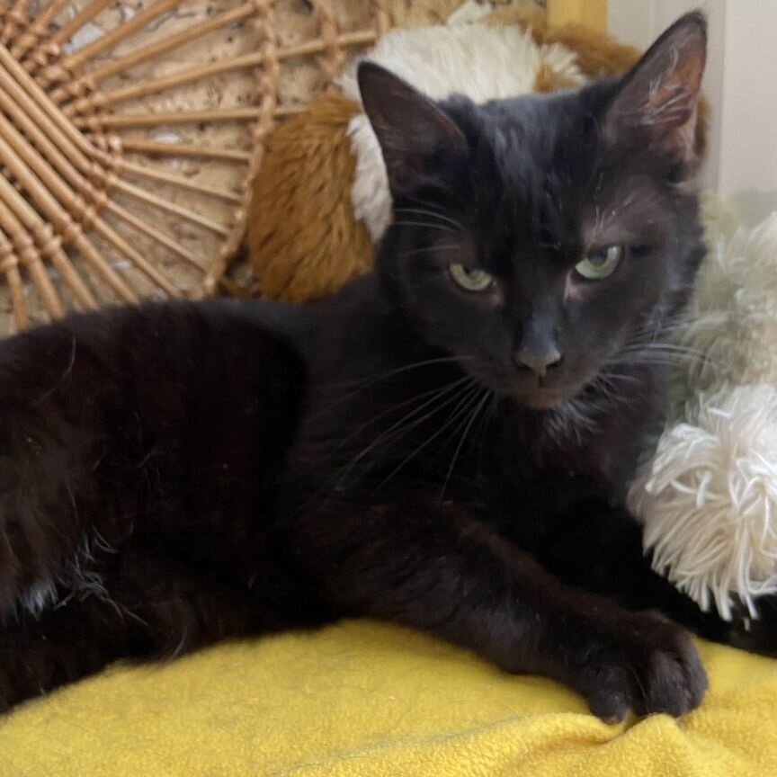 Взрослая, кошка в добрые руки