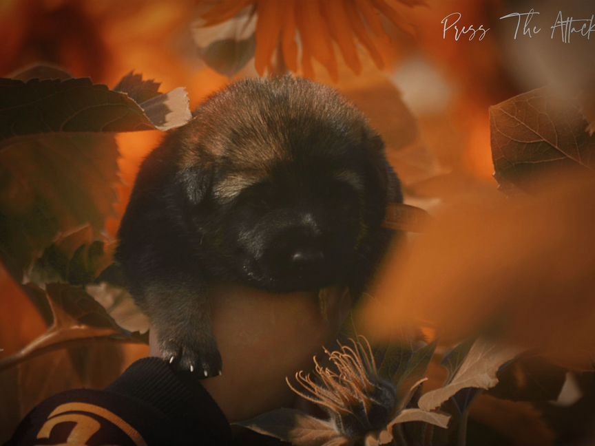 Щенки немецкой овчарки рабочего разведения