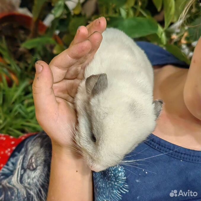 Шиншилла белая мальчик 27.06.2023