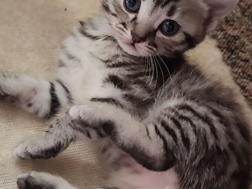 Котята в добрые руки 1 месяц