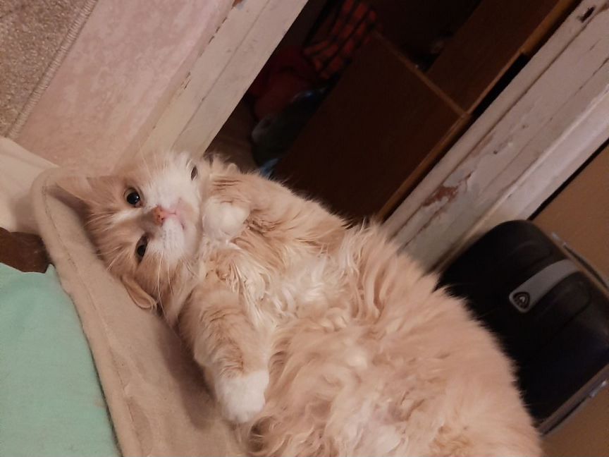 Кошка Регдолл