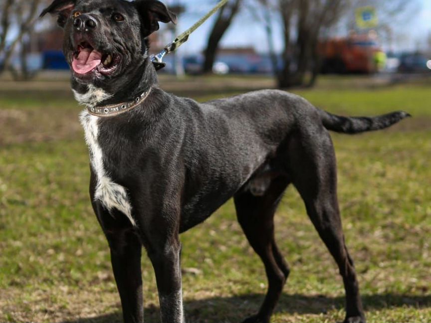Молодому мальчишке из приюта нужны родители